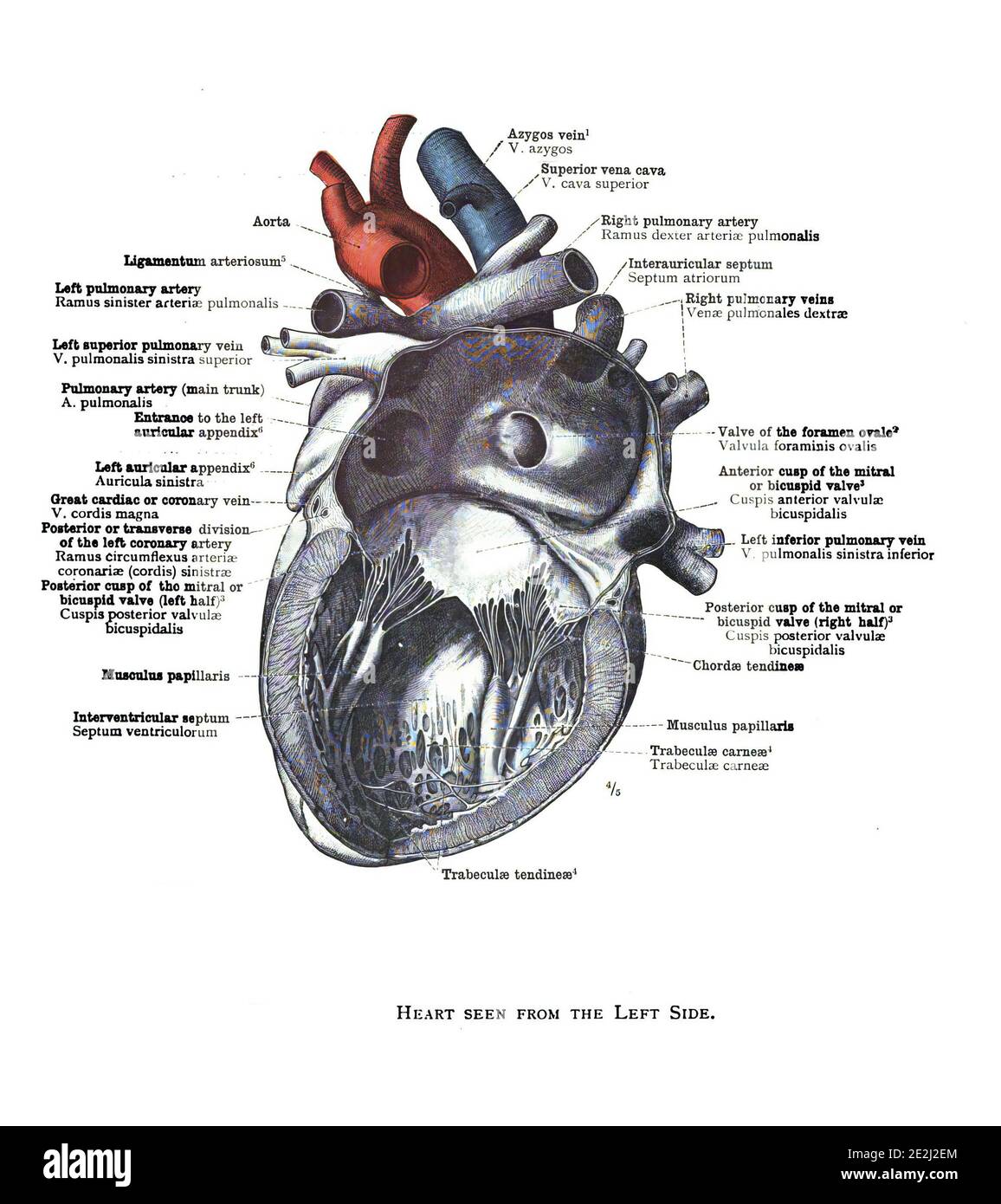 Appendix illustration Cut Out Stock Images & Pictures - Alamy