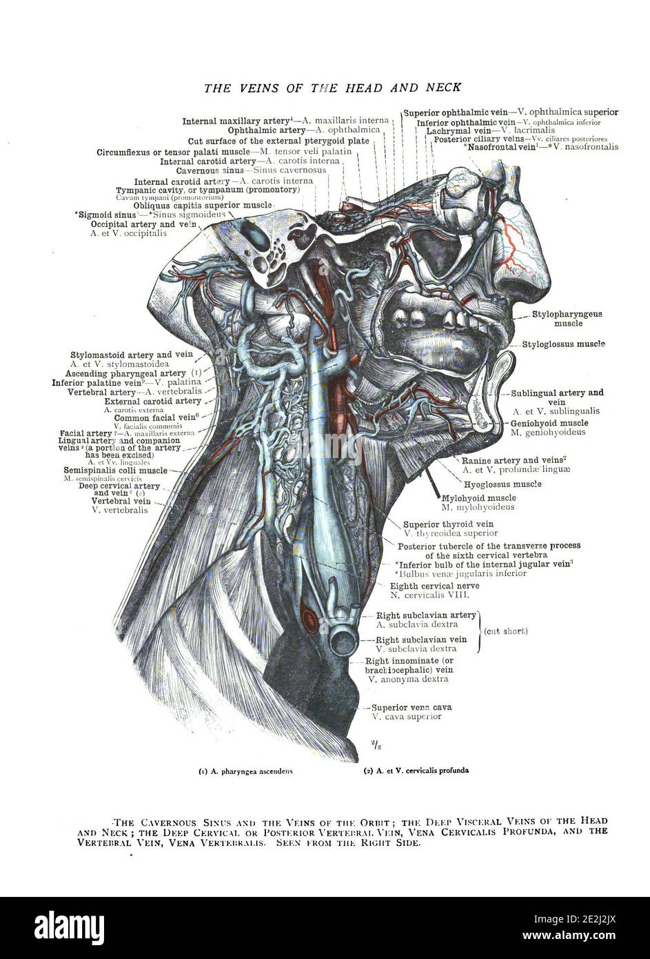 Pterygoid Plate Netter