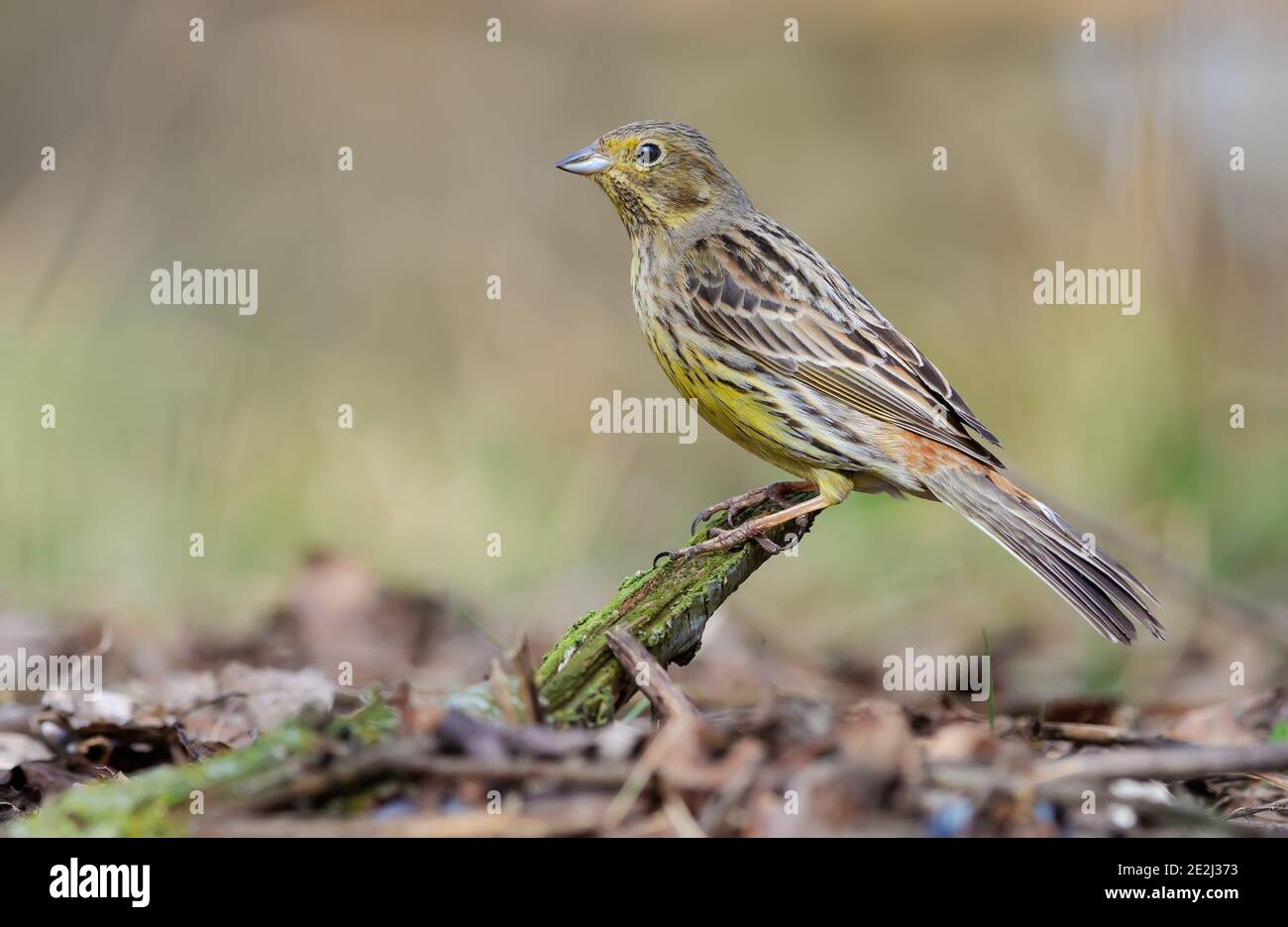 Yellowhammer female hi-res stock photography and images - Alamy
