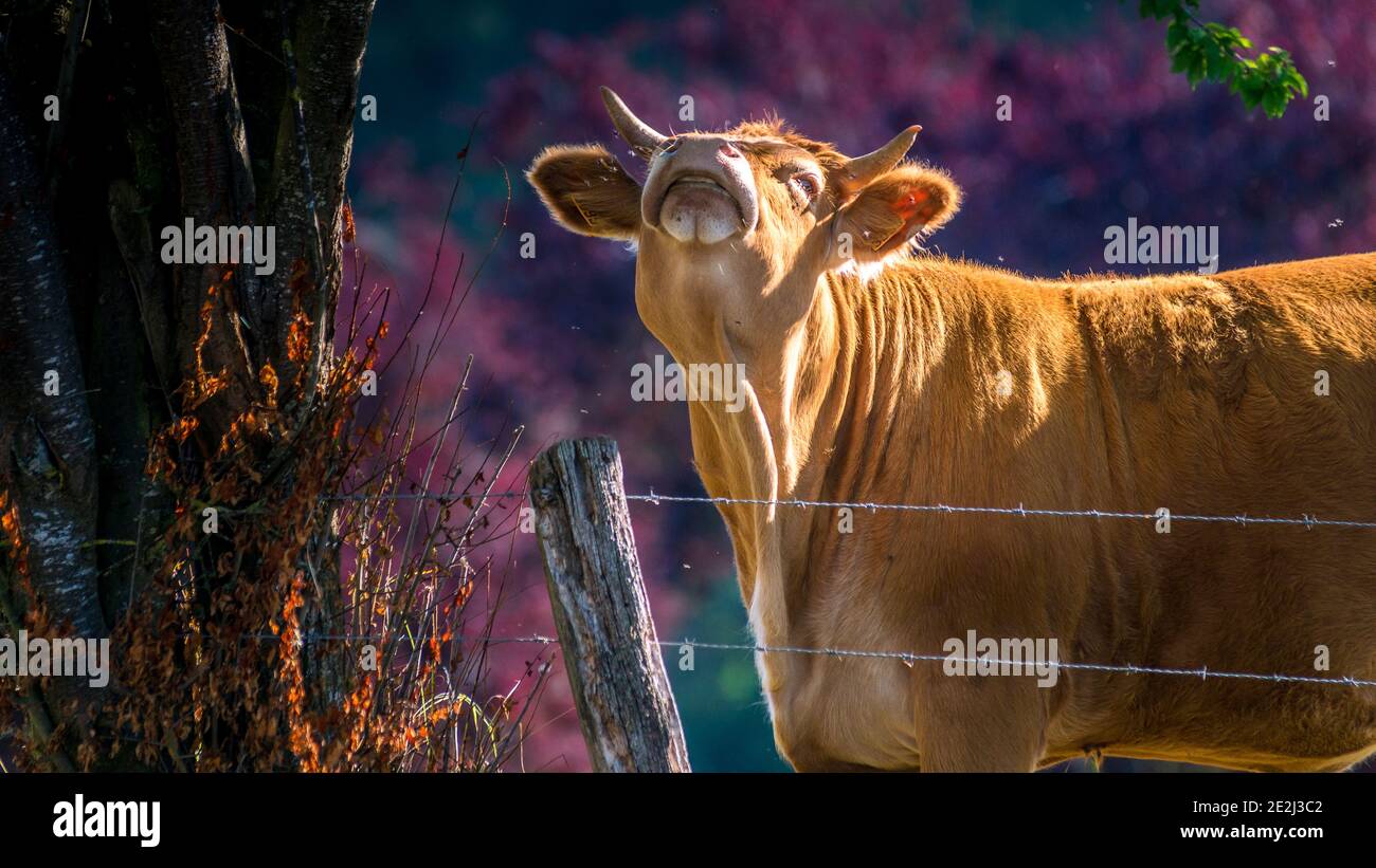 Belgian cow hi-res stock photography and images - Alamy