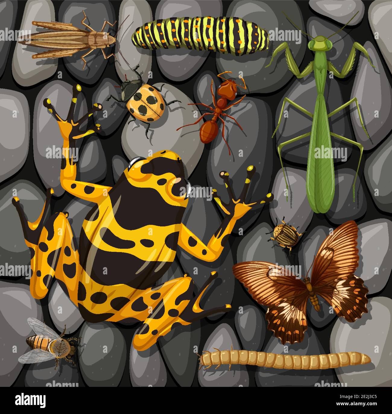 Set of different insects isolated on stones texture illustration Stock ...