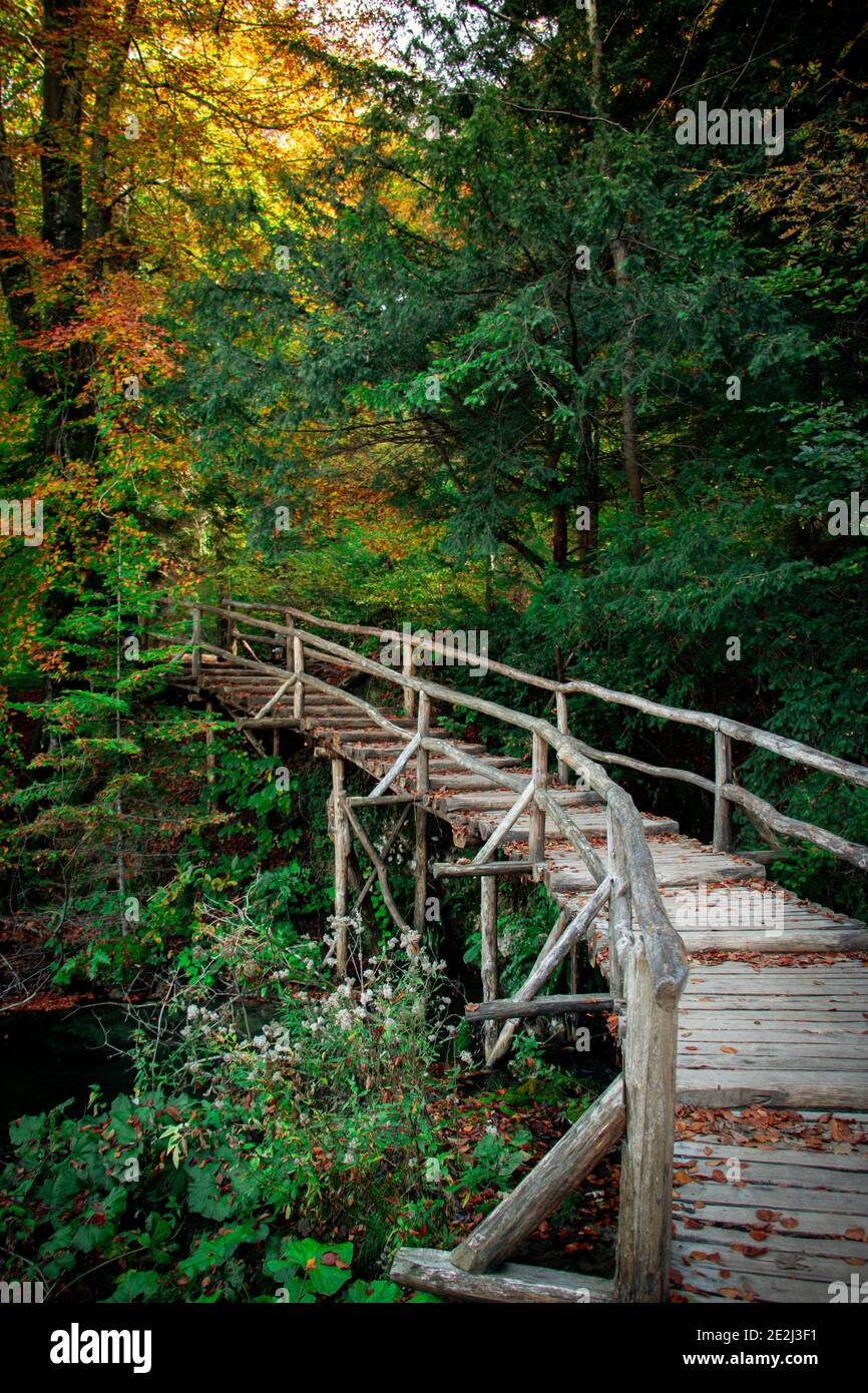 Beautiful view of a wooden bridge that goes through the trees in the ...