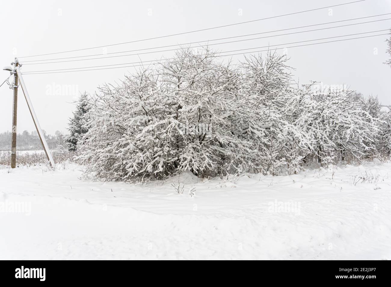 Trees covered with snow and a pole with power lines on a country road ...