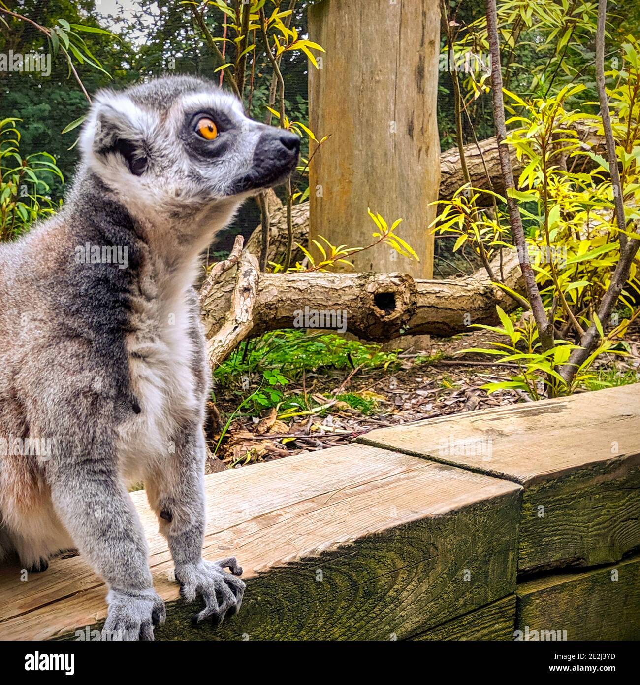 A ring-tailed lemur, lemur catta, sitting in an enclosure at ZSL London ...