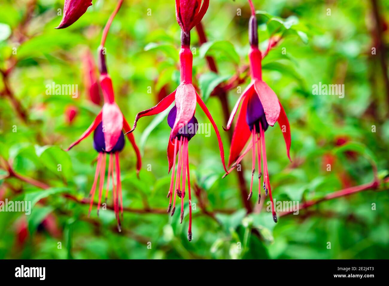 Fuchsia wildflower growing in County Donegal - Ireland Stock Photo - Alamy