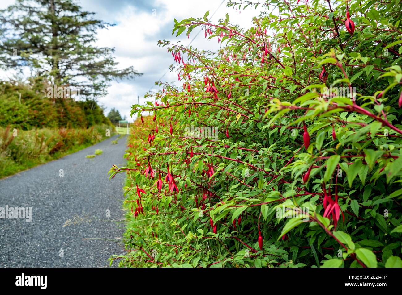 Fuchsia wildflower growing in County Donegal - Ireland Stock Photo - Alamy