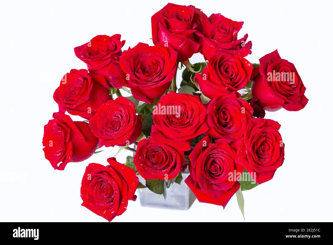 Bouquet of red (burgundy) roses on a white background. Water drops ...