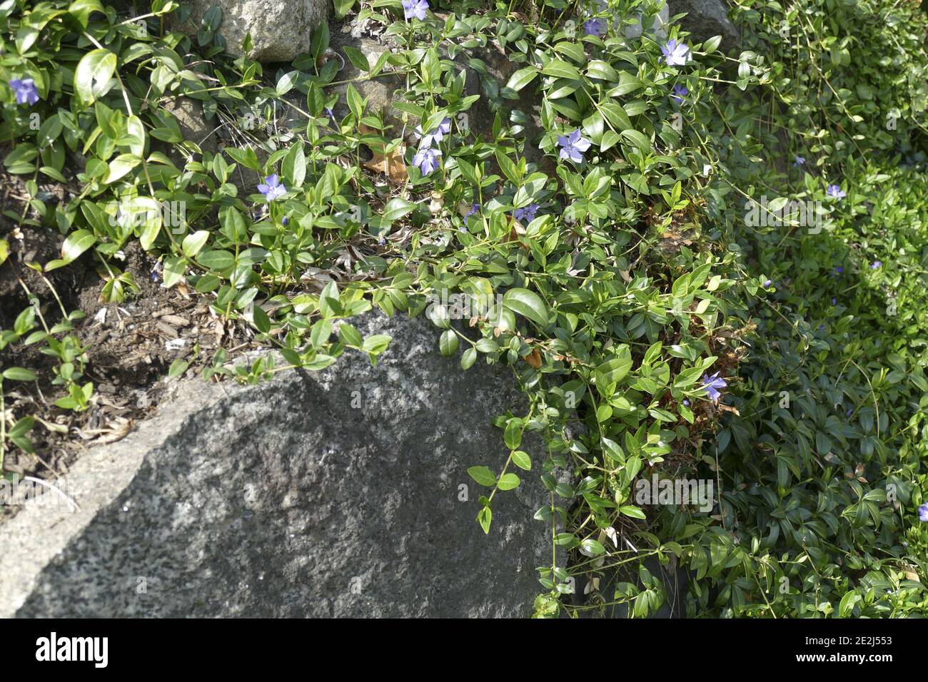 Leaves climbing a small gray wall Stock Photo - Alamy