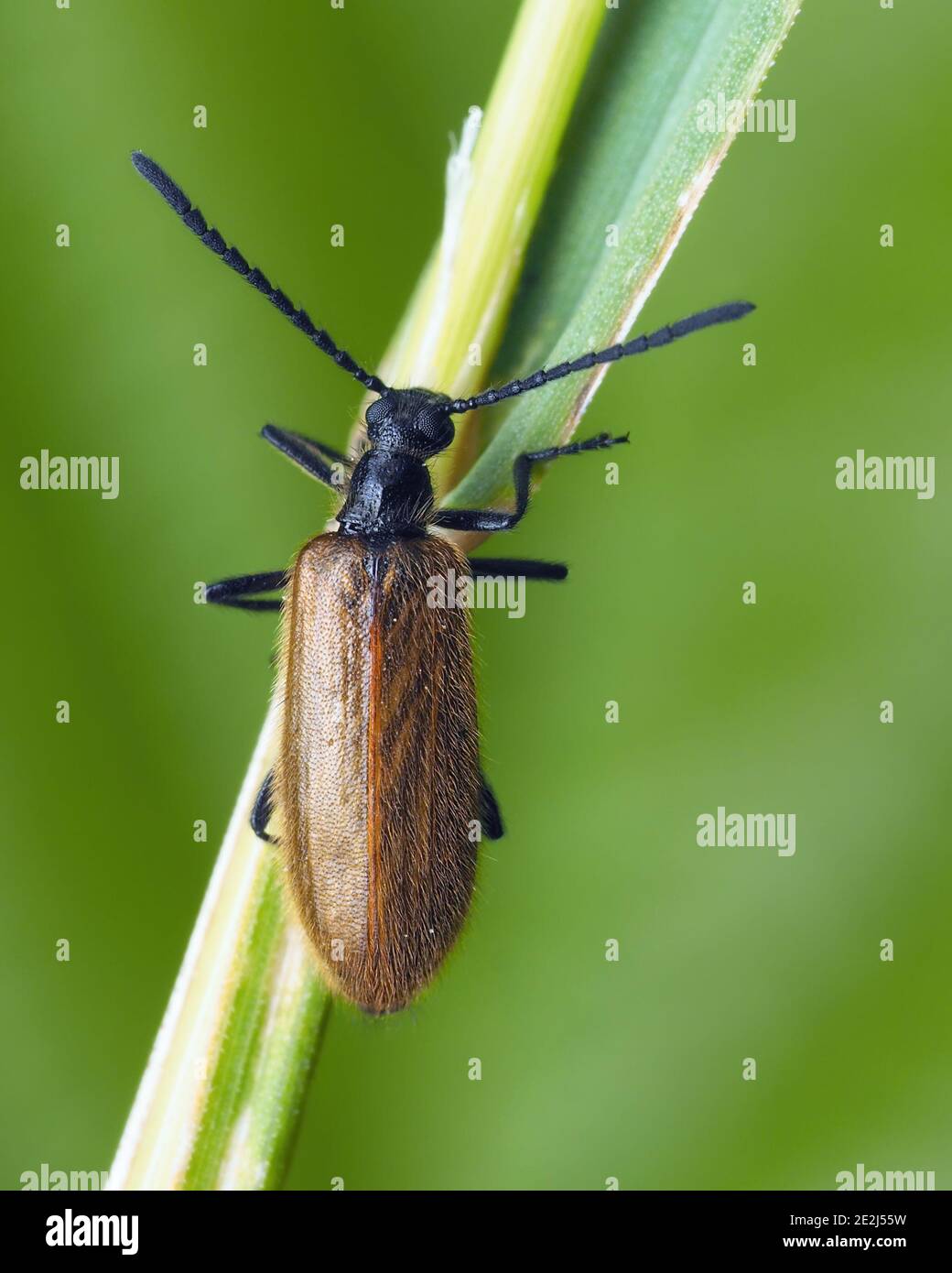 Lagria hirta beetle perched on grass stem. Tipperary, Ireland Stock ...