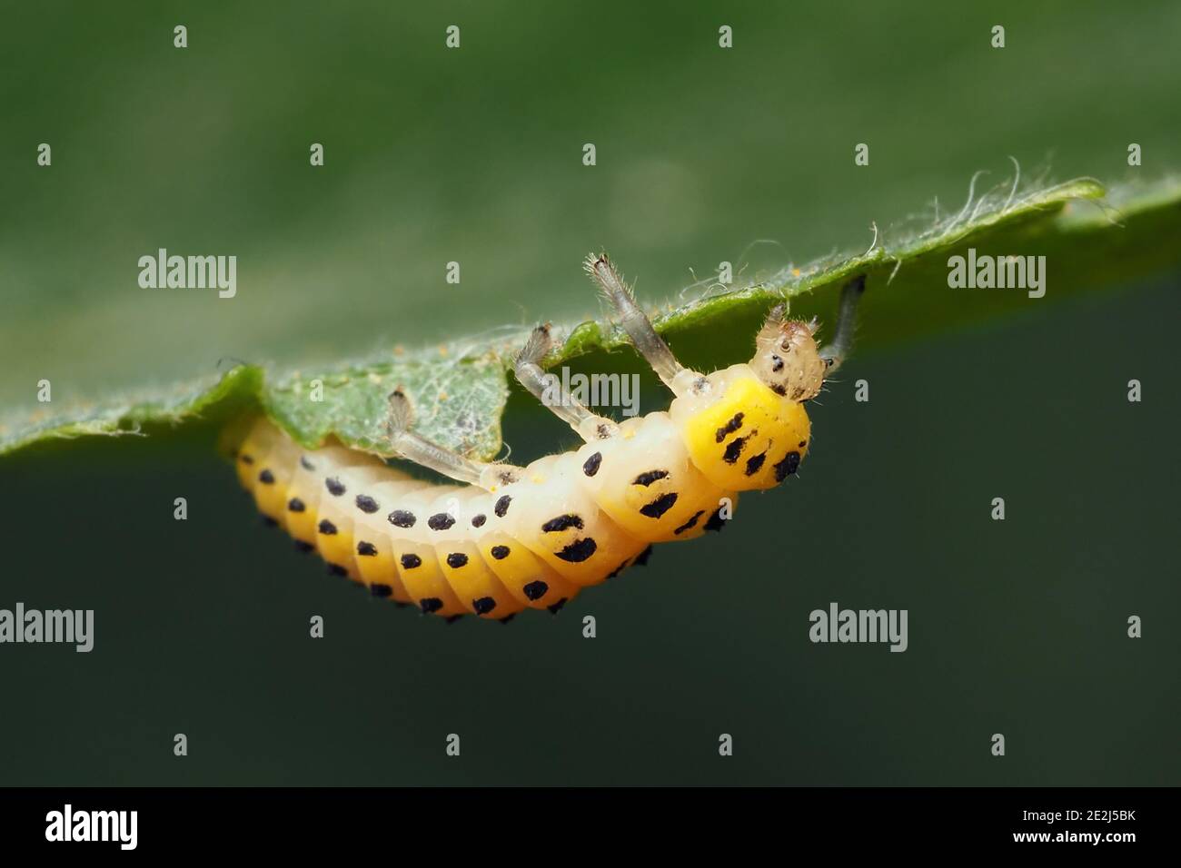 Orange Ladybird larva (Halyzia sedecimguttata) crawling on leaf ...