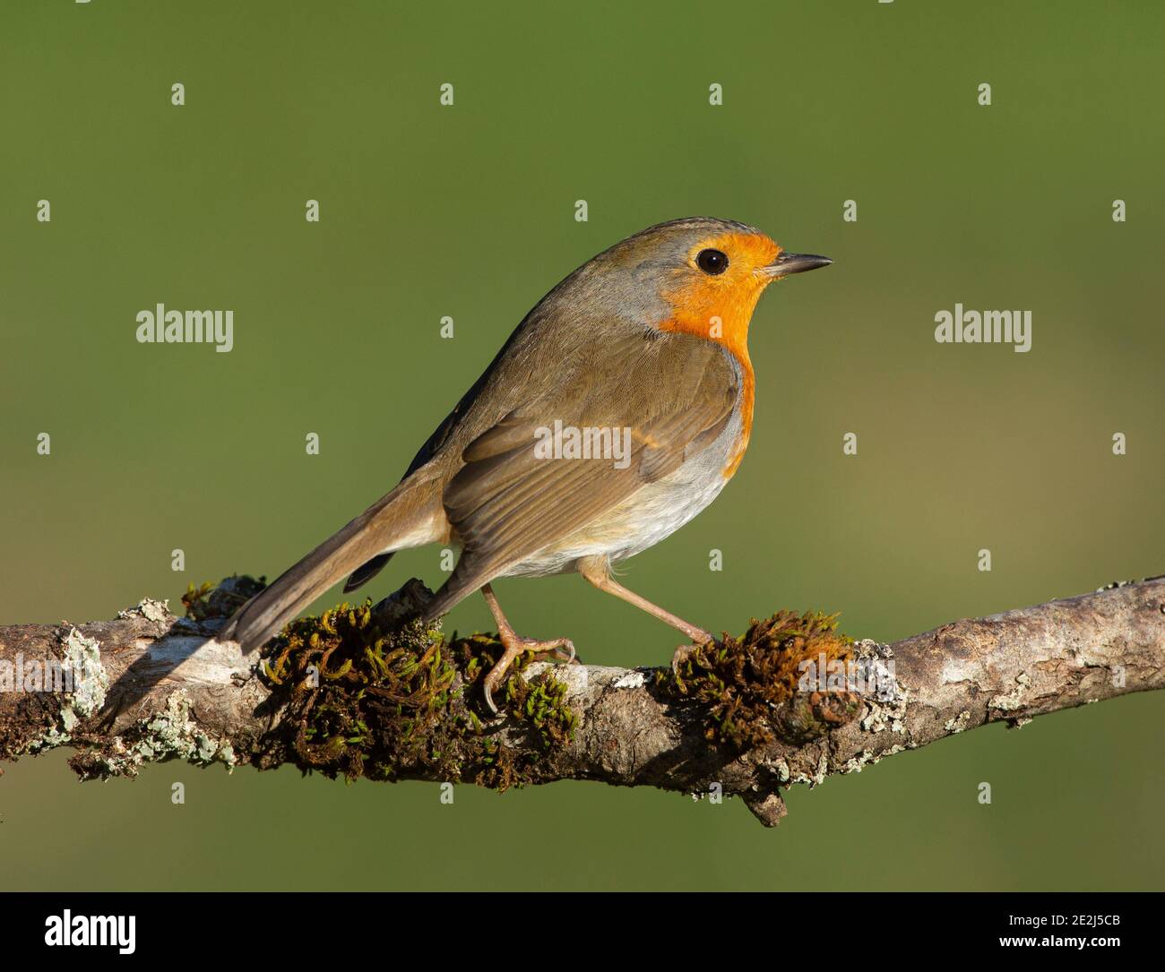 Songbird background hi-res stock photography and images - Alamy
