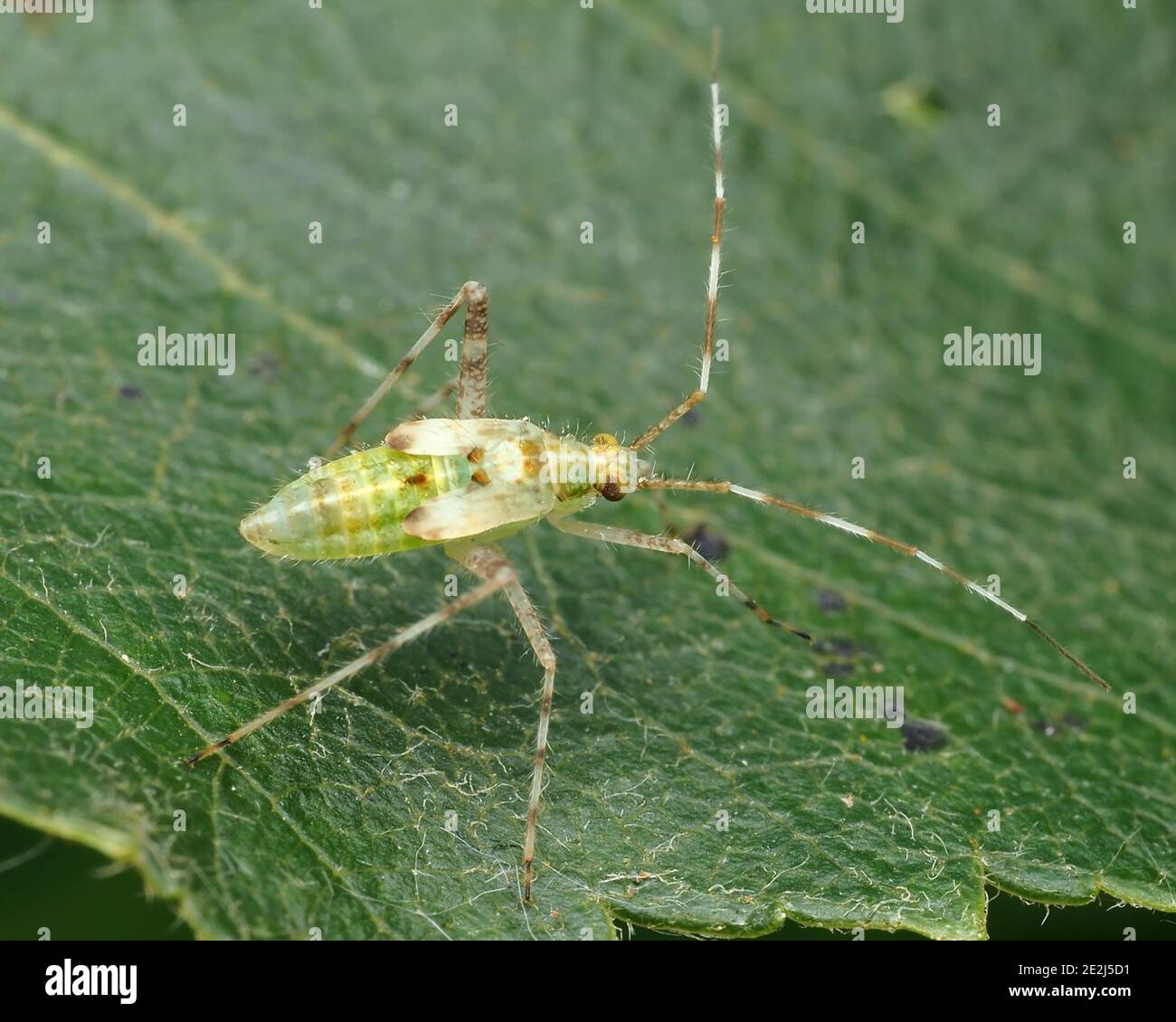 Phytocoris longipennis hi-res stock photography and images - Alamy