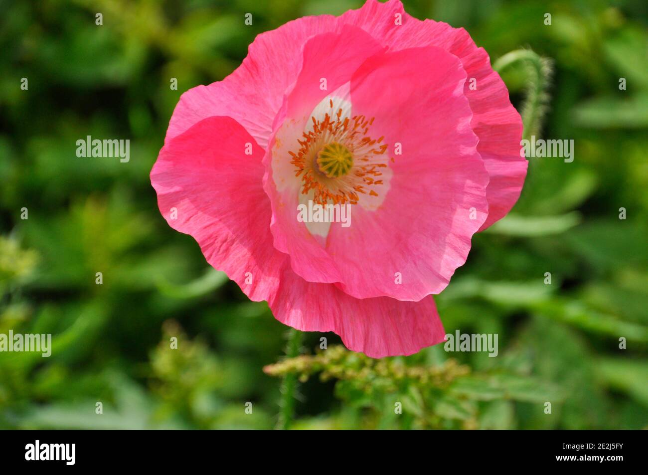 Poppy uk garden hi-res stock photography and images - Alamy
