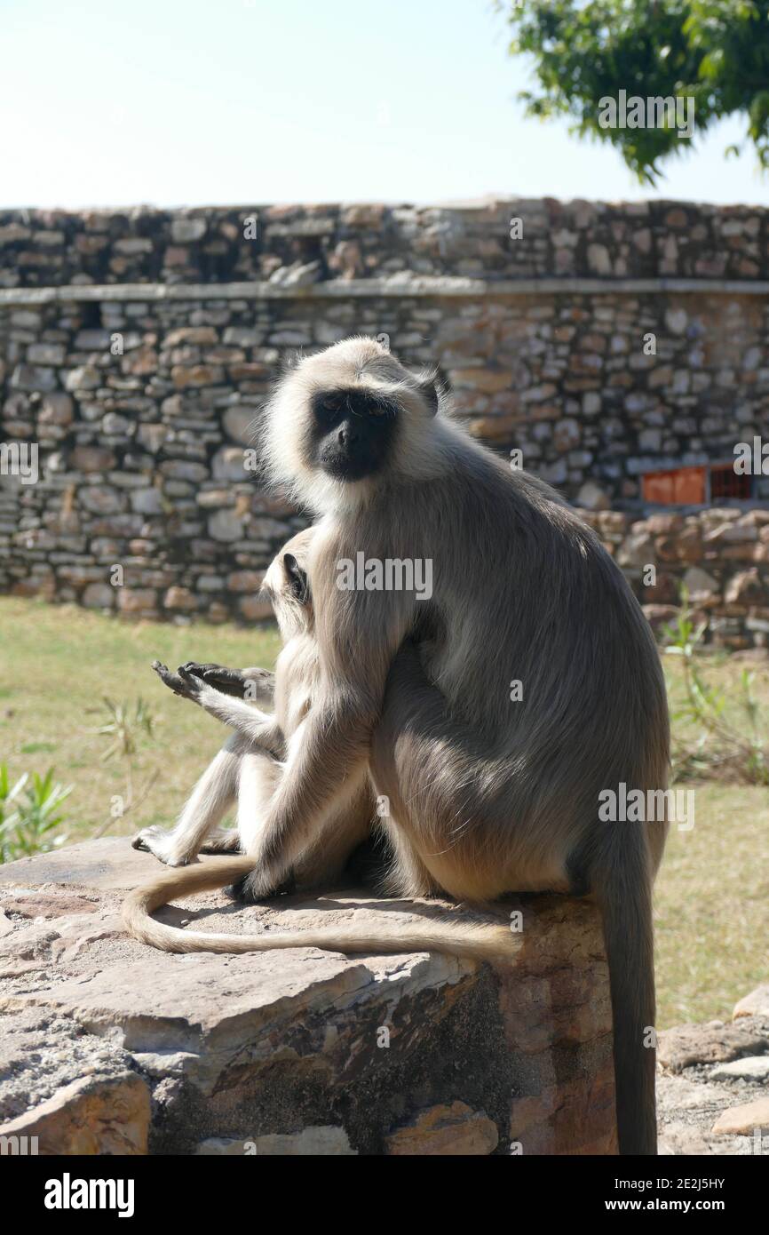 Vertical shot of a langur monkey in Chittorgarh Rajasthan India Stock ...