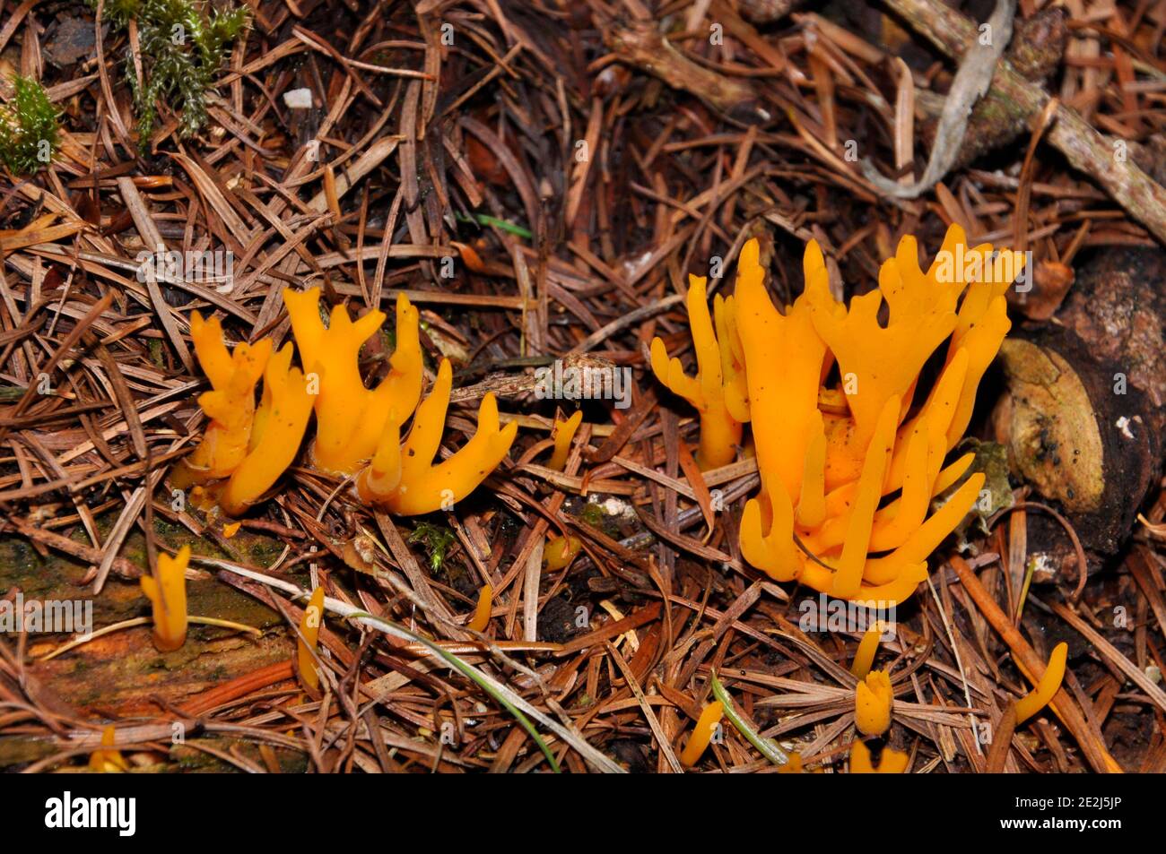 Yellow stagshorn calocera viscosa jelly antler calocera viscosa hi-res ...