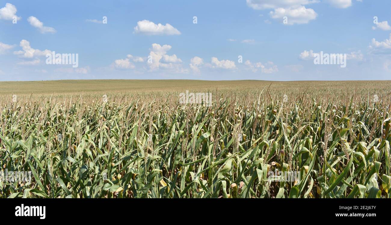 Corn field plantation growing hi-res stock photography and images - Alamy