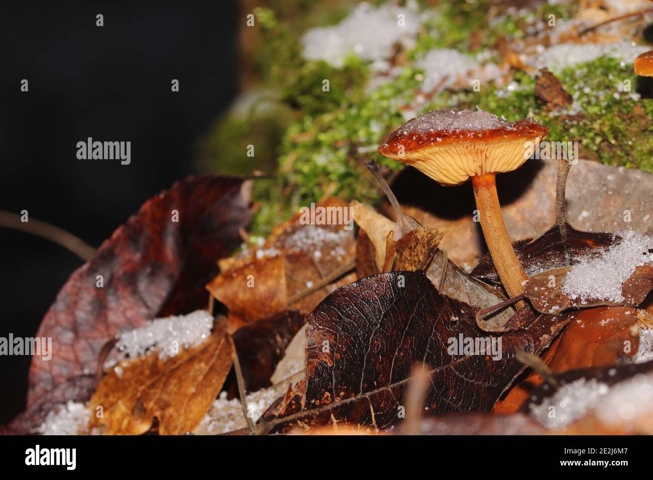 Winter mushroom scene hi-res stock photography and images - Alamy
