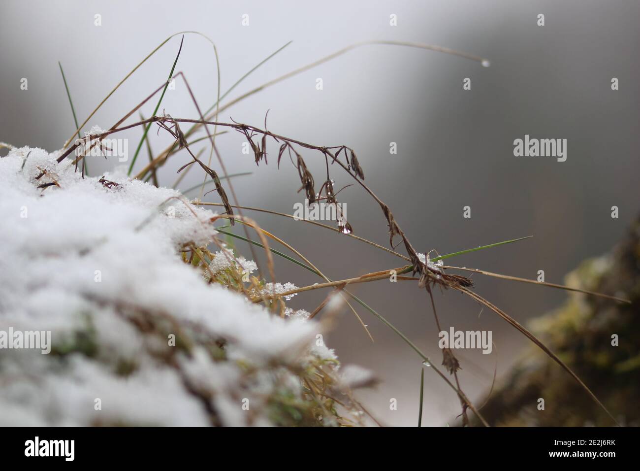 close up of weeds in snow Stock Photo - Alamy