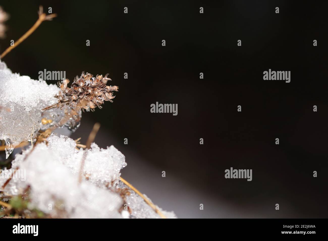 Snowy weeds hi-res stock photography and images - Alamy