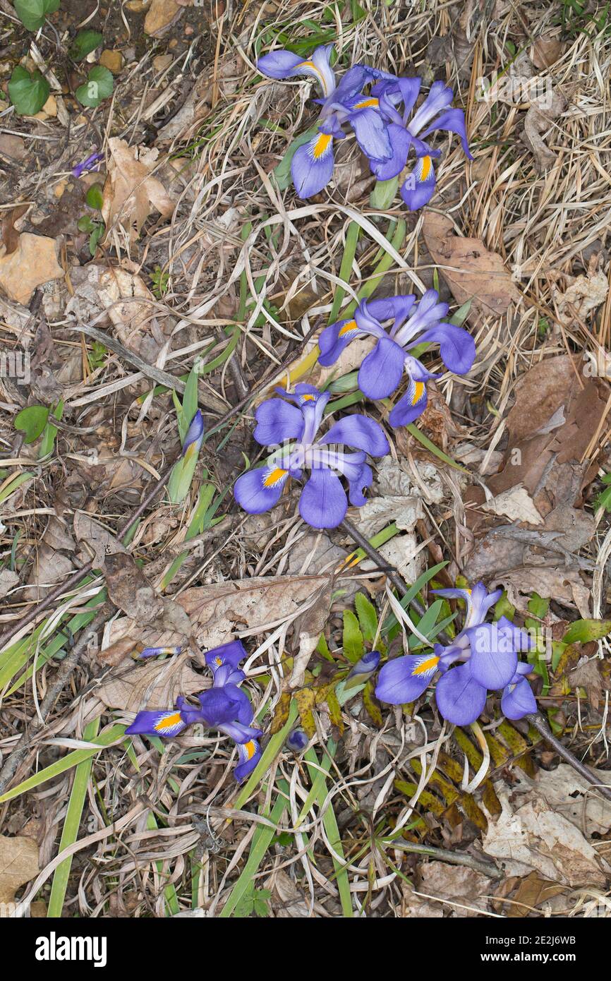 Dwarf Violet Iris High Resolution Stock Photography and Images - Alamy