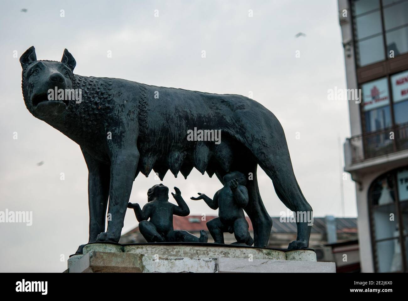 Statue Roman wolf - Capitoline Wolf - Romulus and Remus - View of old ...