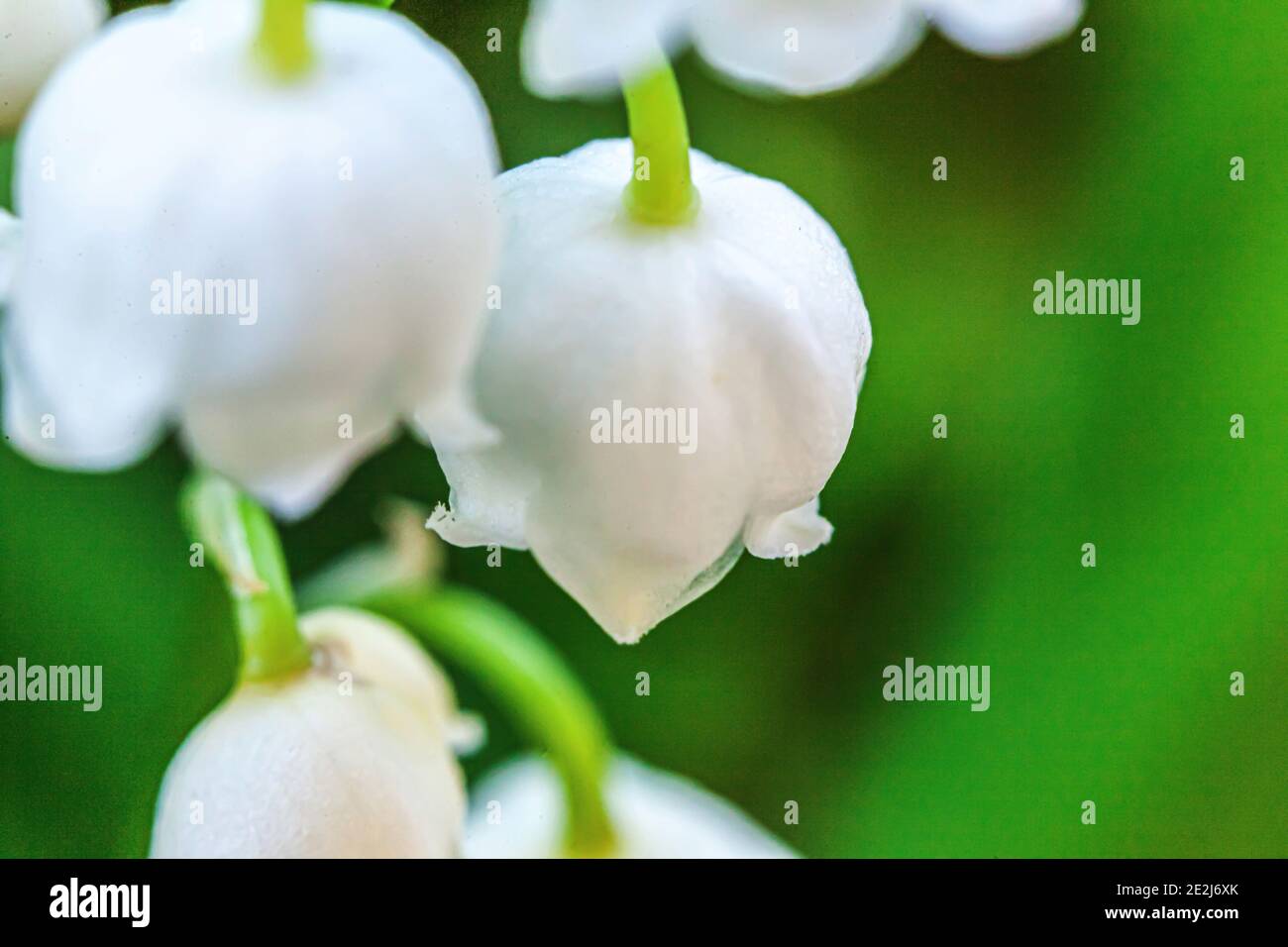 Flowers beautiful smell lily of the valley or may-lily under soft ...