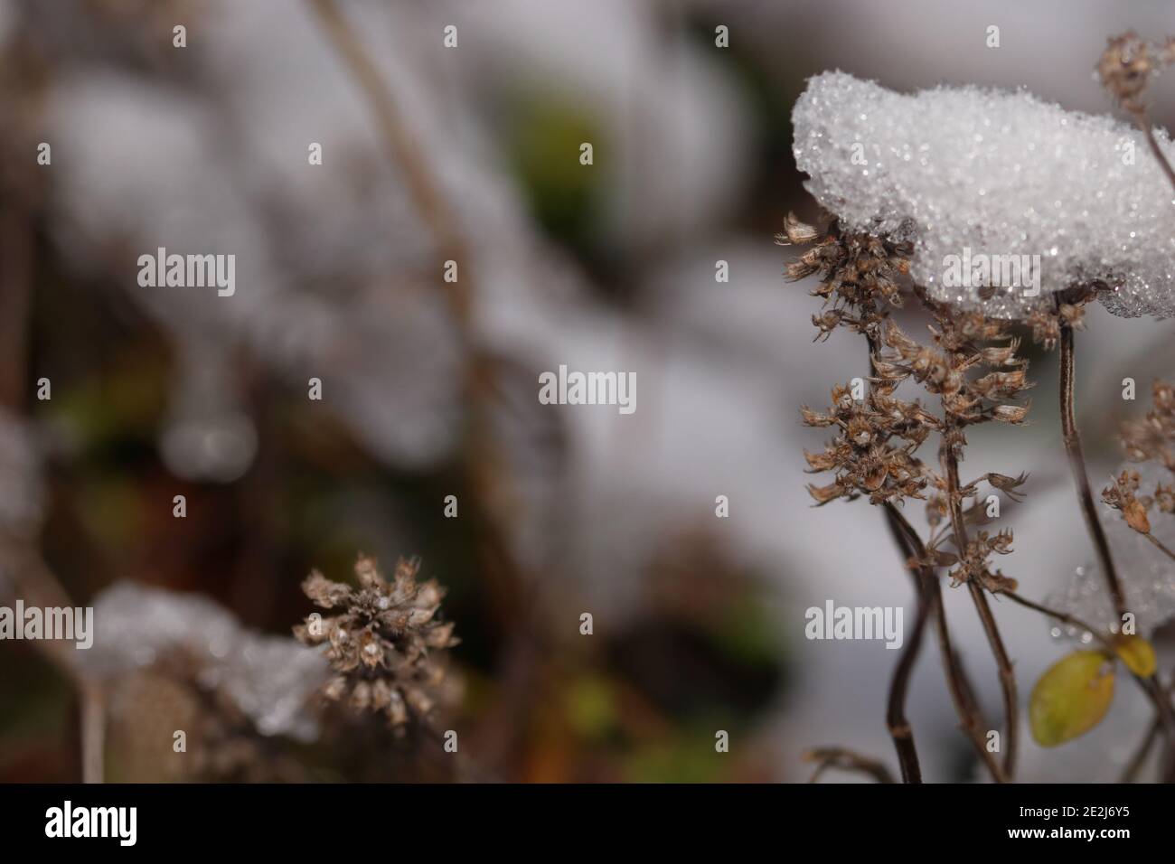 Weeds in snow hi-res stock photography and images - Alamy