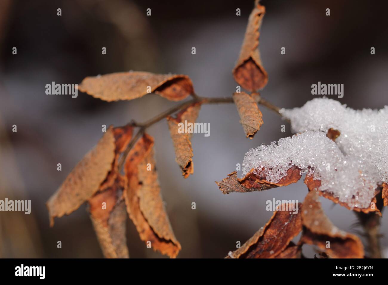 Snowy leaves hi-res stock photography and images - Alamy