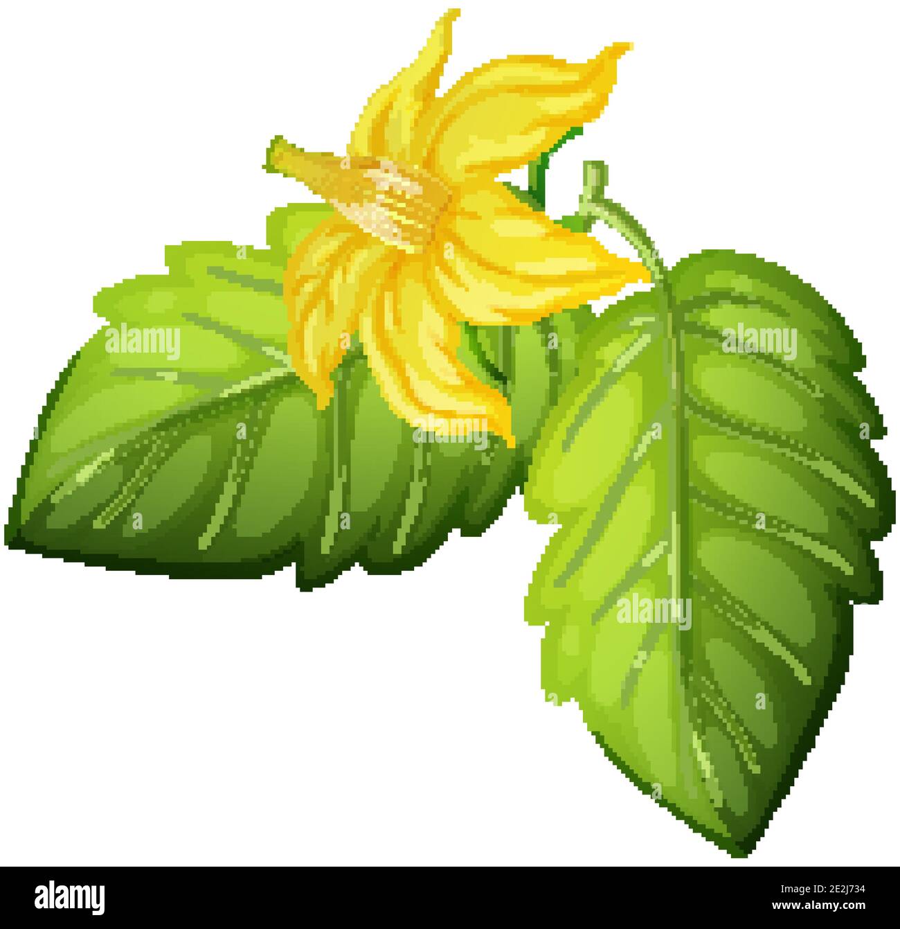 Tomato flower and leaves on white background illustration Stock Vector ...