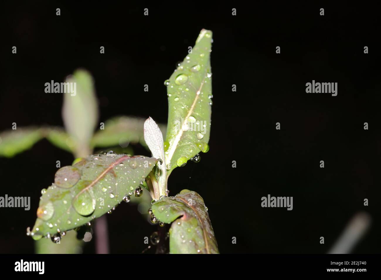 Water drop in leaves with blurred and green beautiful hi-res stock ...