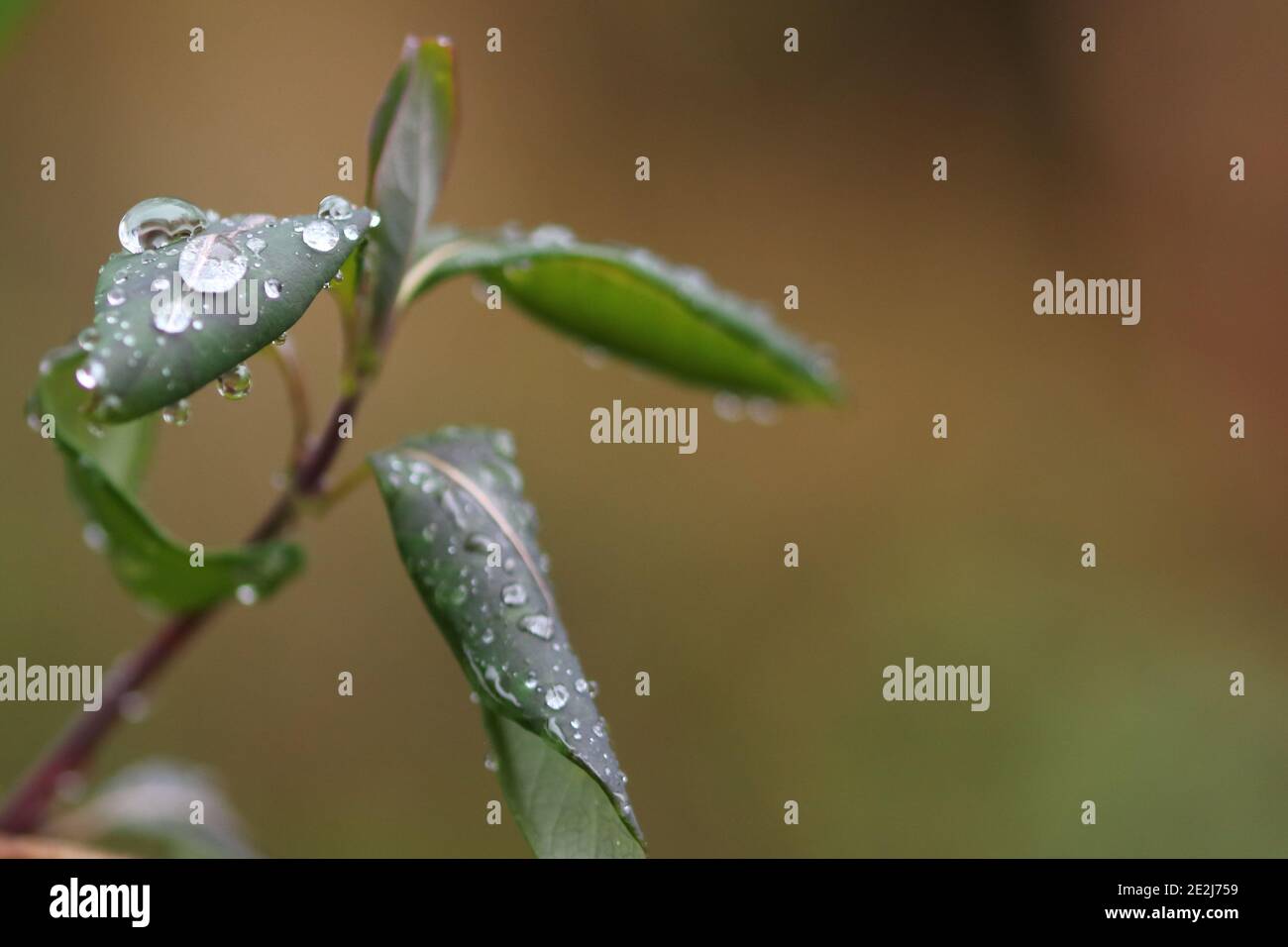 Water drop in leaves with blurred and green beautiful hi-res stock ...