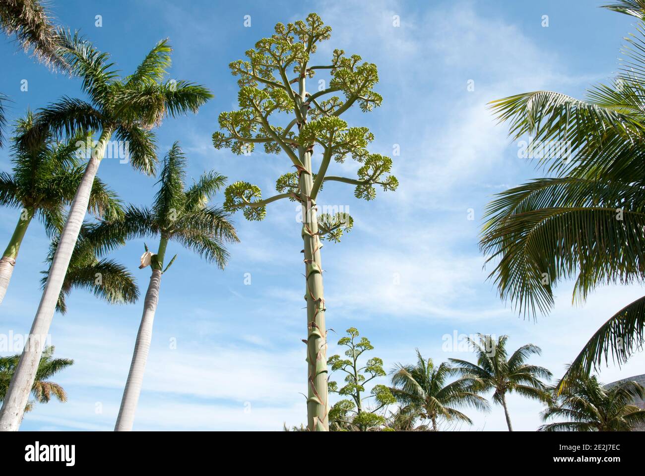 The view of exotic plants and palm trees on Grand Bahama island Lucaya ...