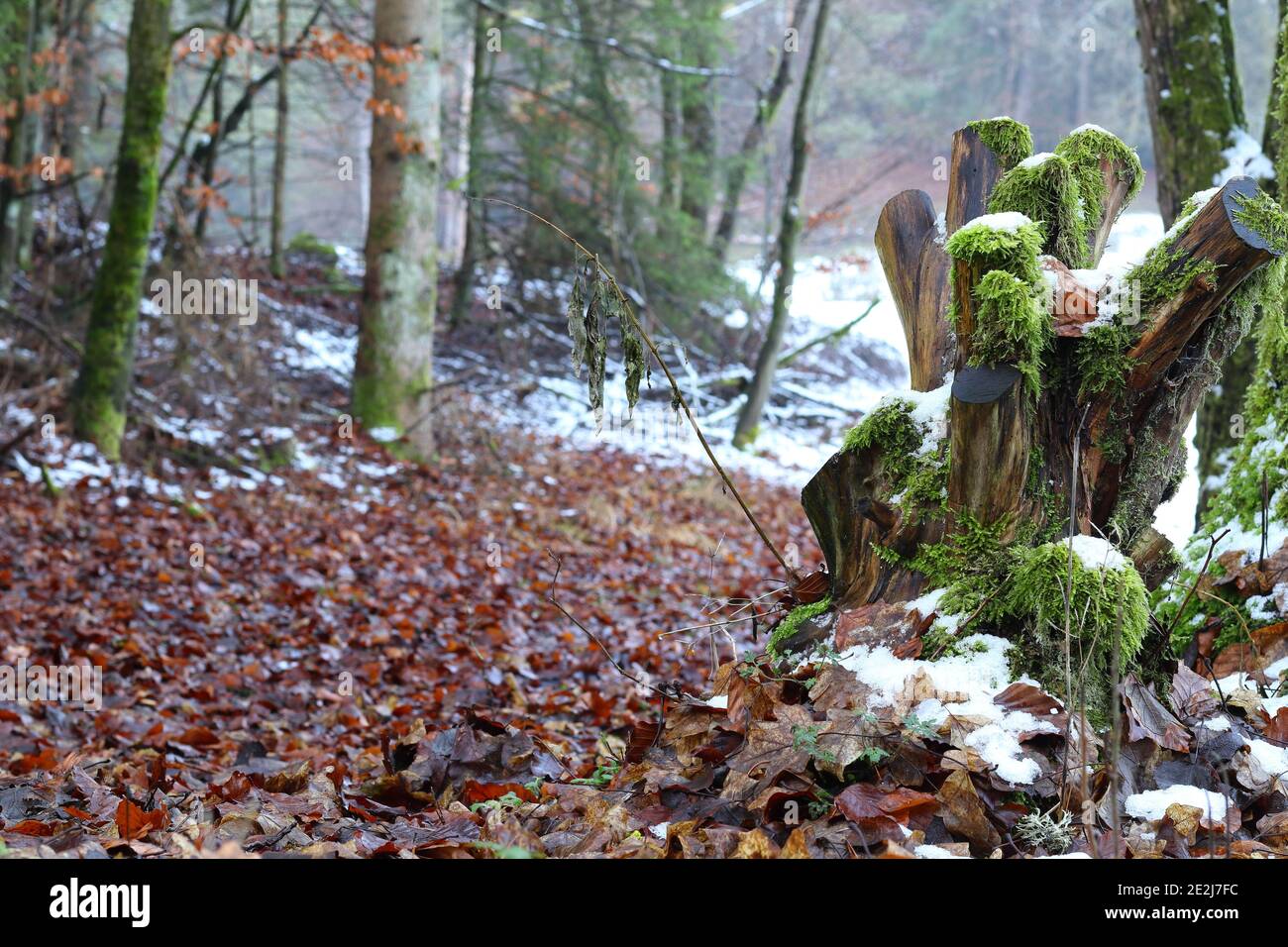 Stump trail hi-res stock photography and images - Alamy