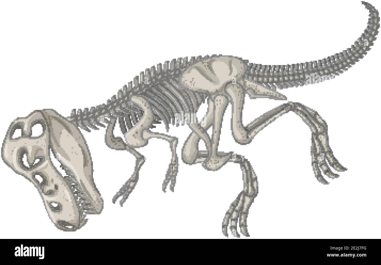 Full dinosaur skeletons on white background illustration Stock Vector ...