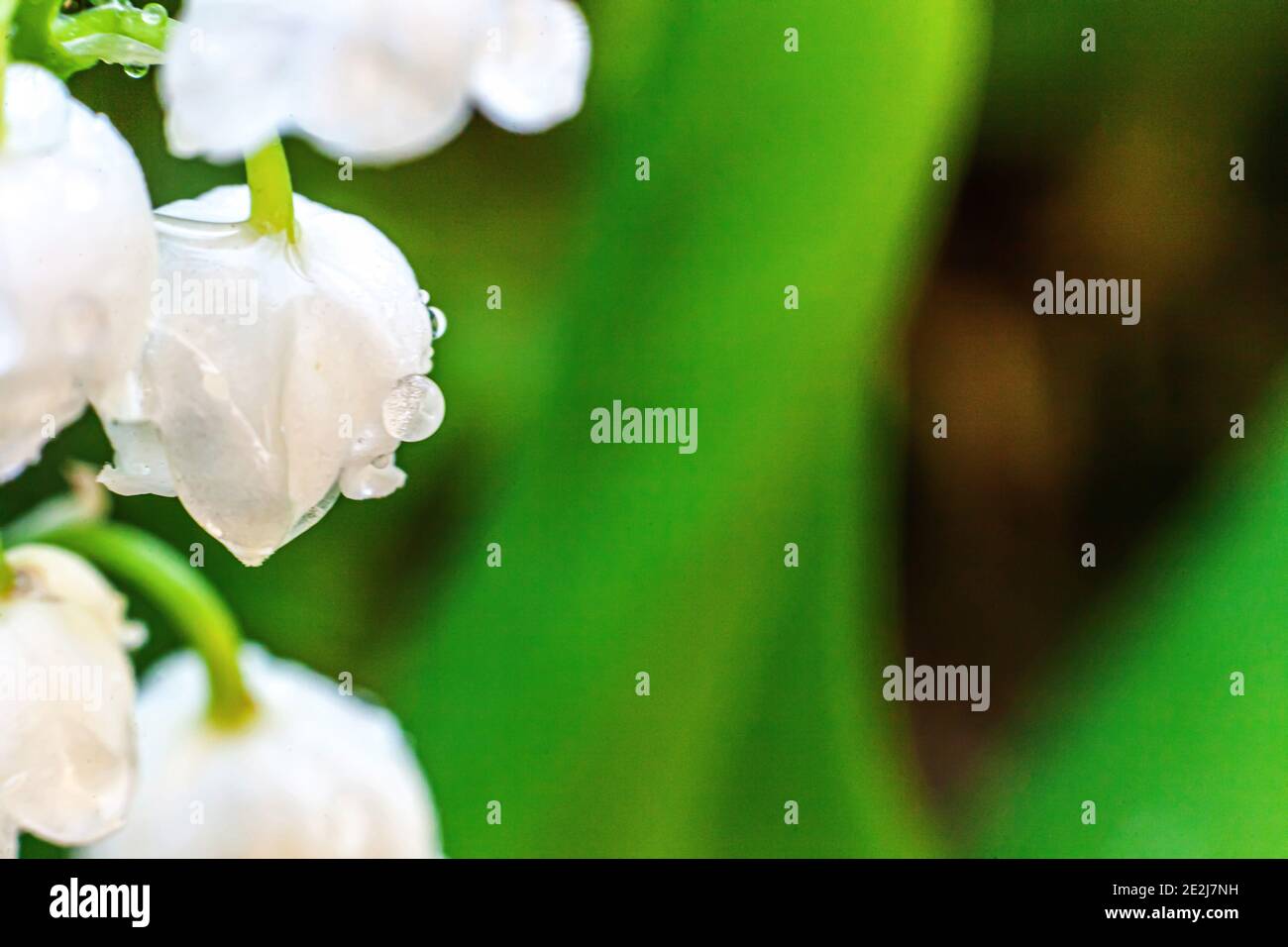 Flowers beautiful smell lily of the valley or may-lily with drops after ...