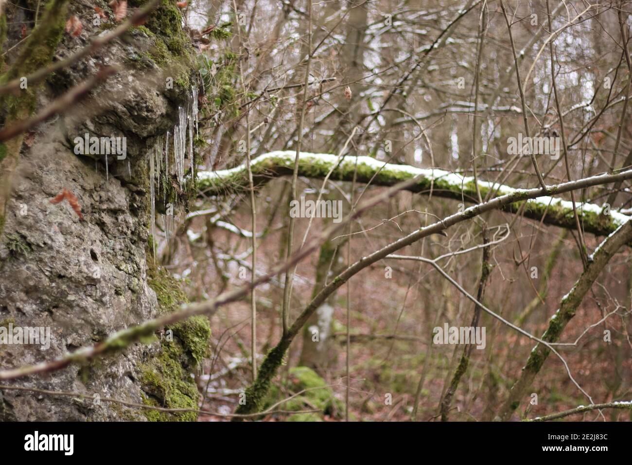 People fallen tree trunk hi-res stock photography and images - Alamy