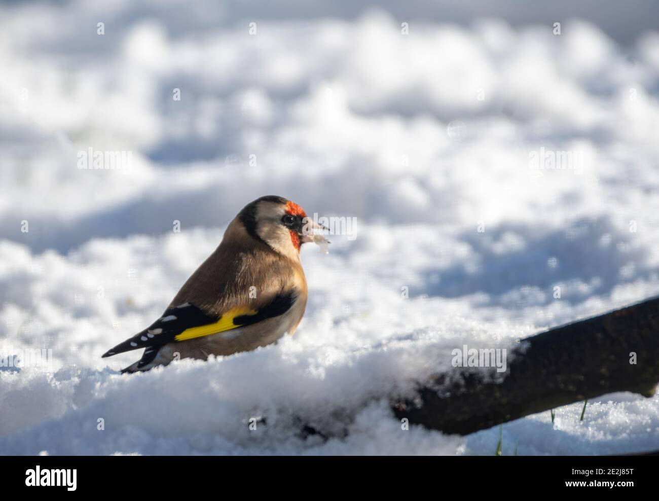 Ground finches hi-res stock photography and images - Alamy