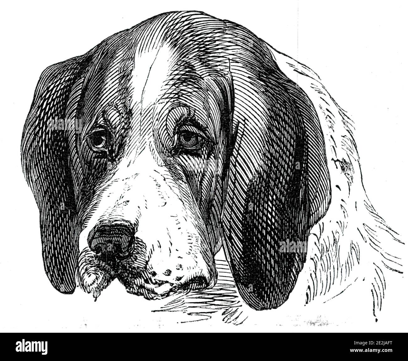 Old english hound hi-res stock photography and images - Alamy