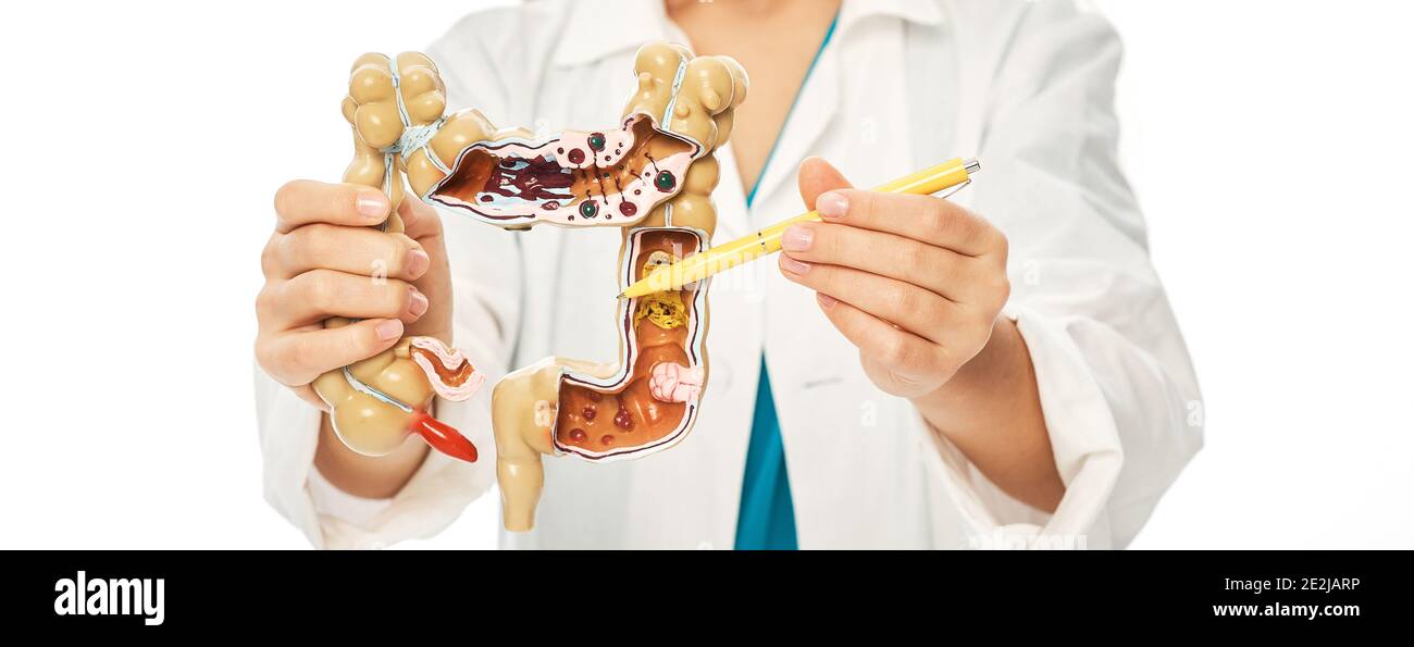 Anatomical intestines model in child's hands, close-up. Girl pointing ...