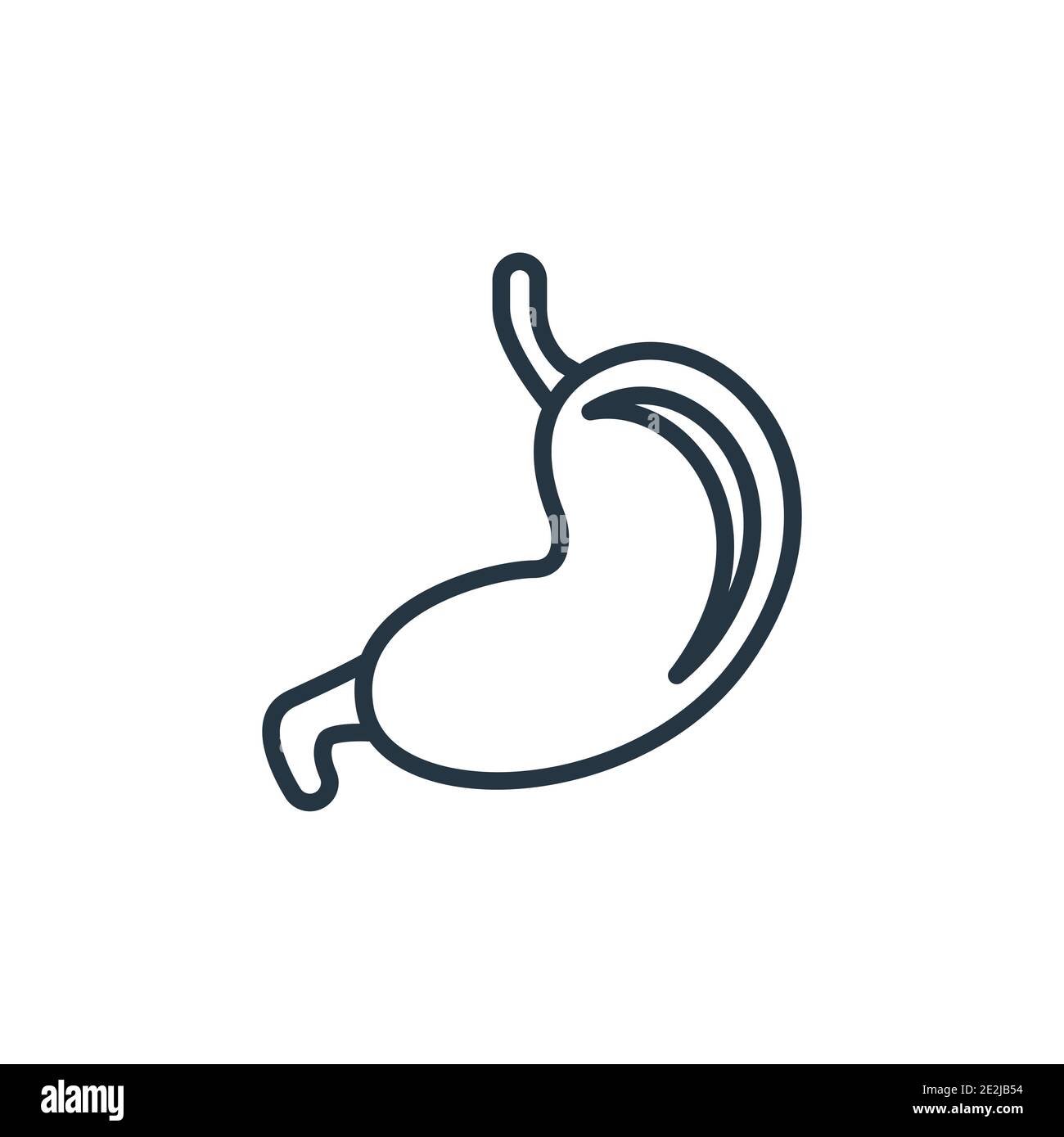 Stomach outline vector icon. Thin line black stomach icon, flat vector ...