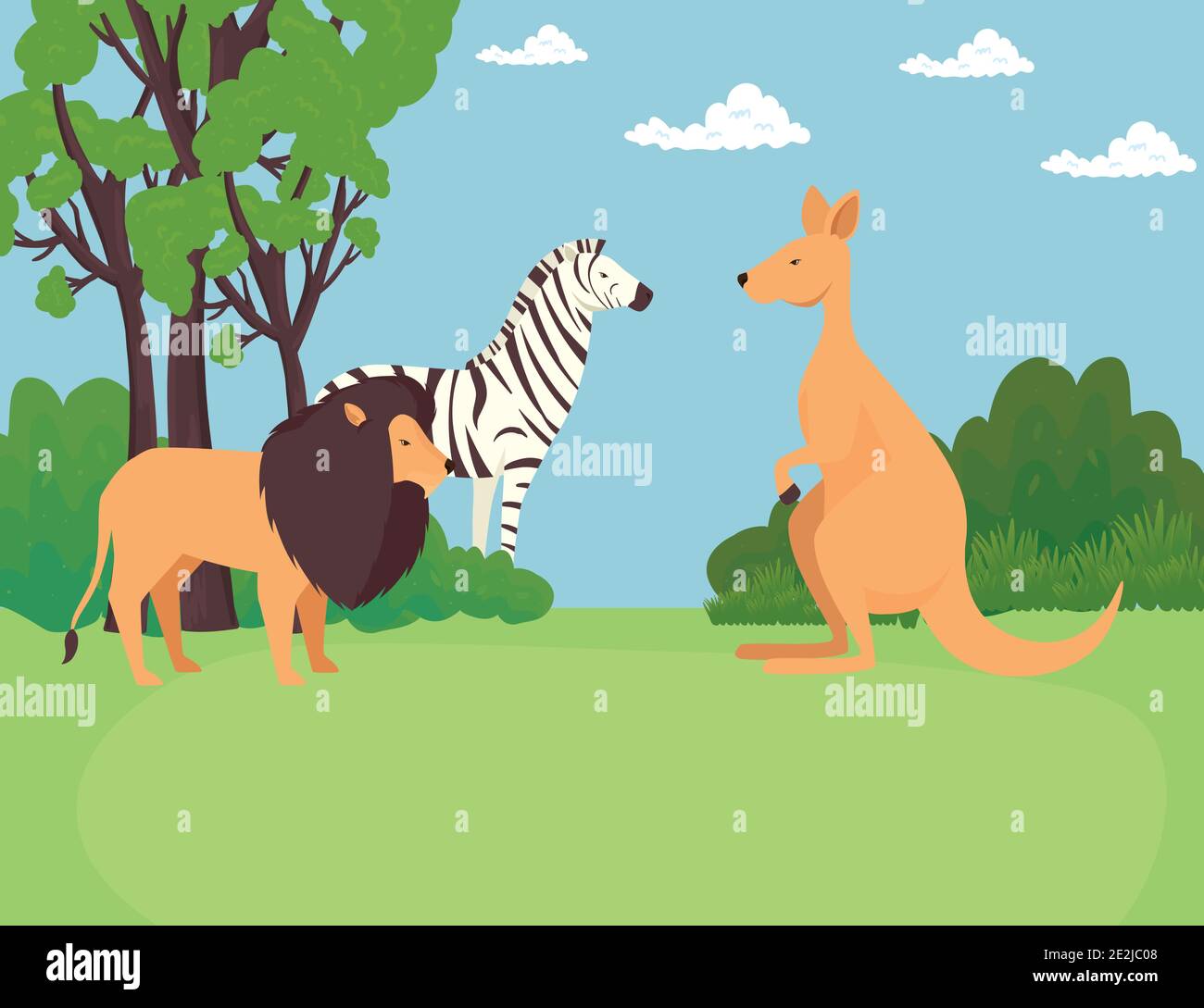 zebra with lion and kangaroo animals wild Stock Vector Image & Art - Alamy