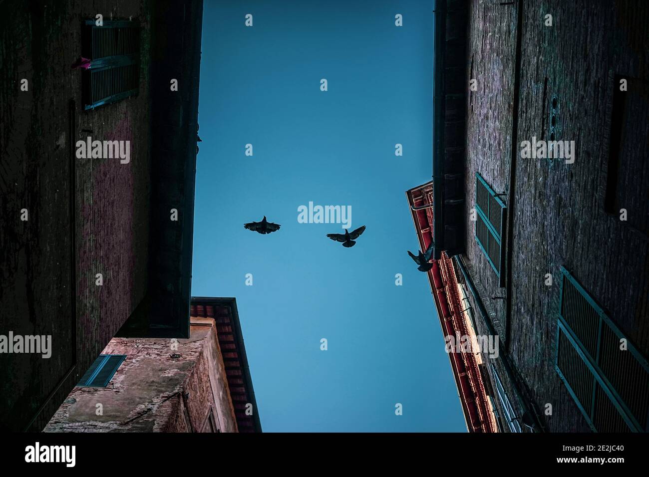 Birds Flying Against Clear Sky between two buildings Stock Photo - Alamy