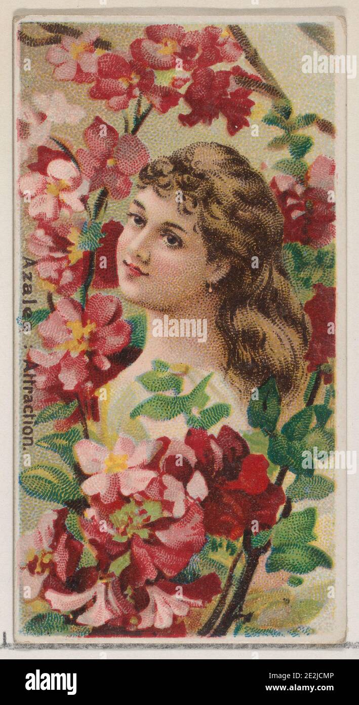 Azalea: Attraction, from the series Floral Beauties and Language of ...