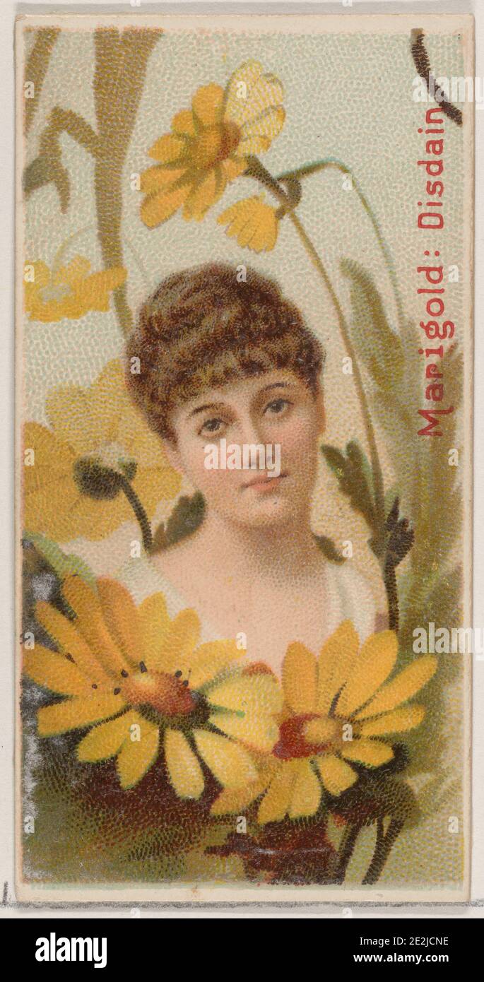 Marigold: Disdain, from the series Floral Beauties and Language of ...