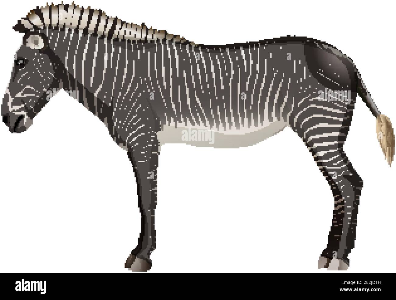Adult zebra in standing position on white background illustration Stock ...