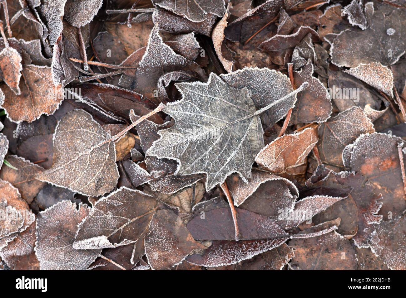 Frosty dry brown leaves, autumn texture background. Frozen fall season ...