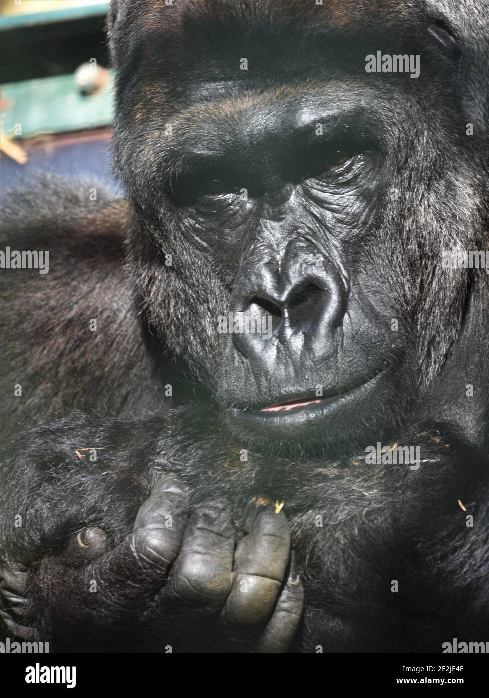 Port Lympne, Kent, Animal Park, Mountain Gorilla, John Aspinalls ...