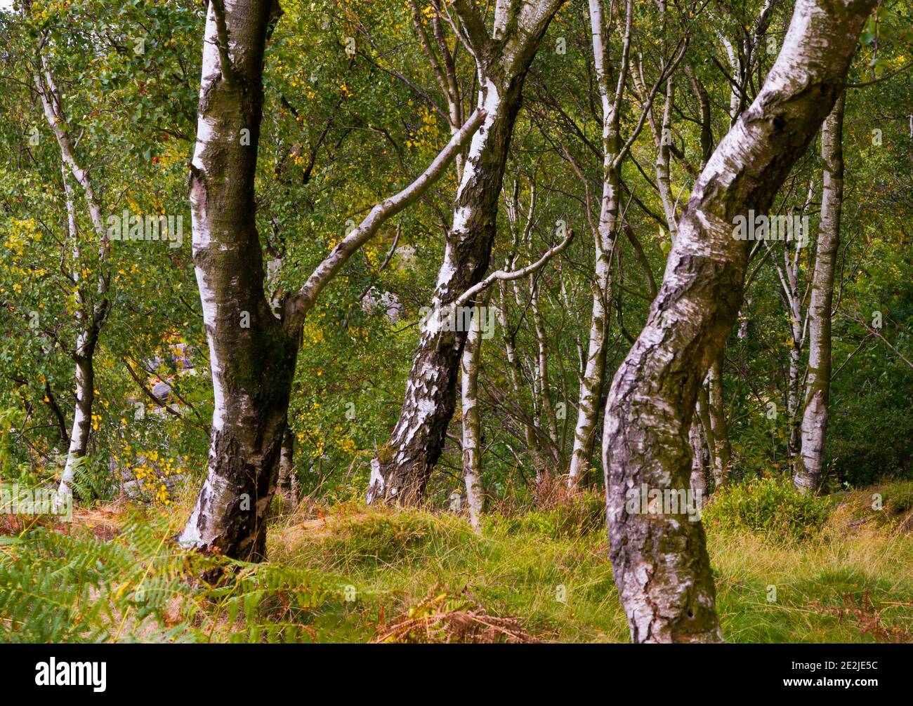 Betula pendula autumn silver birch trees hi-res stock photography and ...