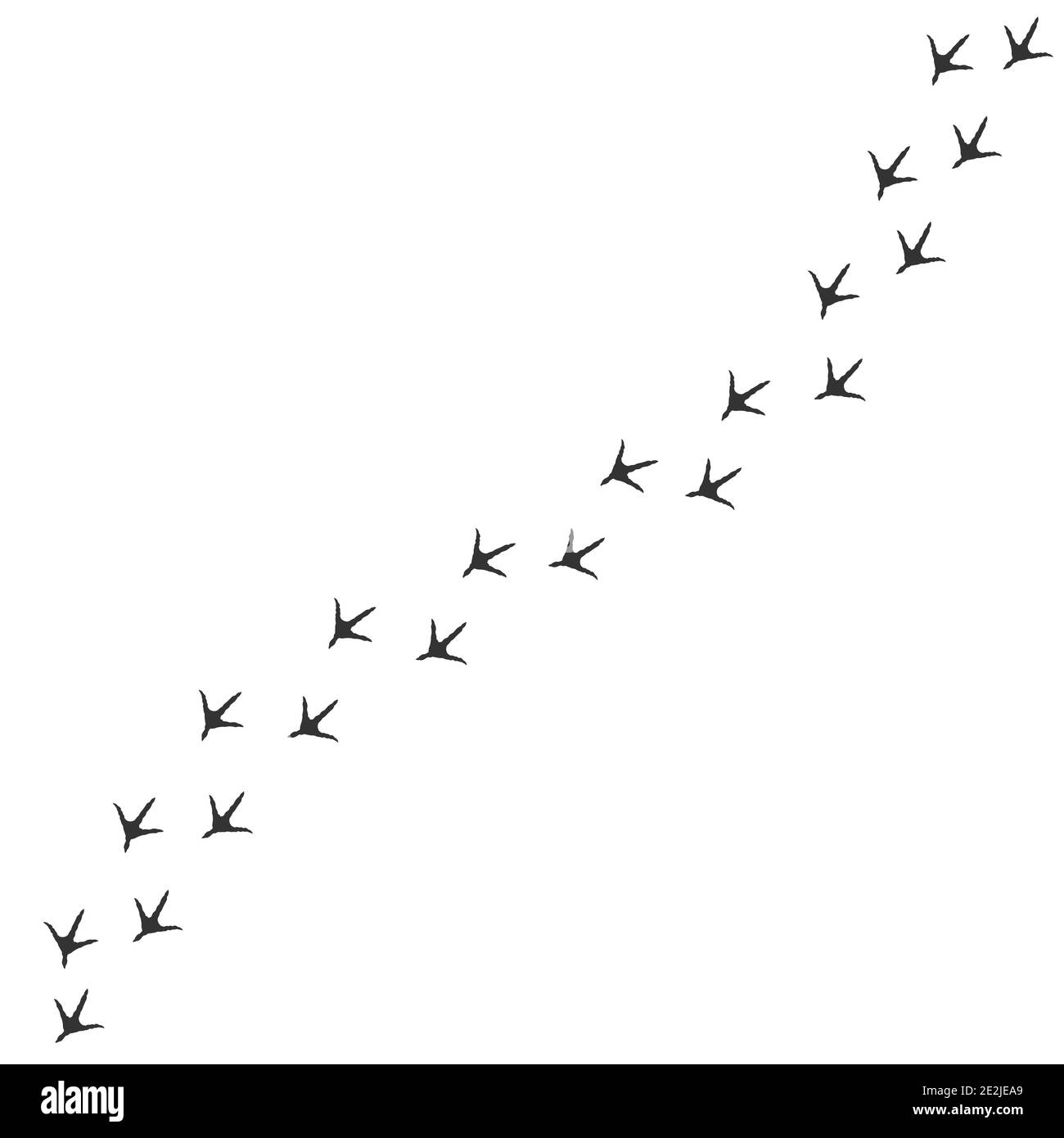 Chicken Footprint Clipart