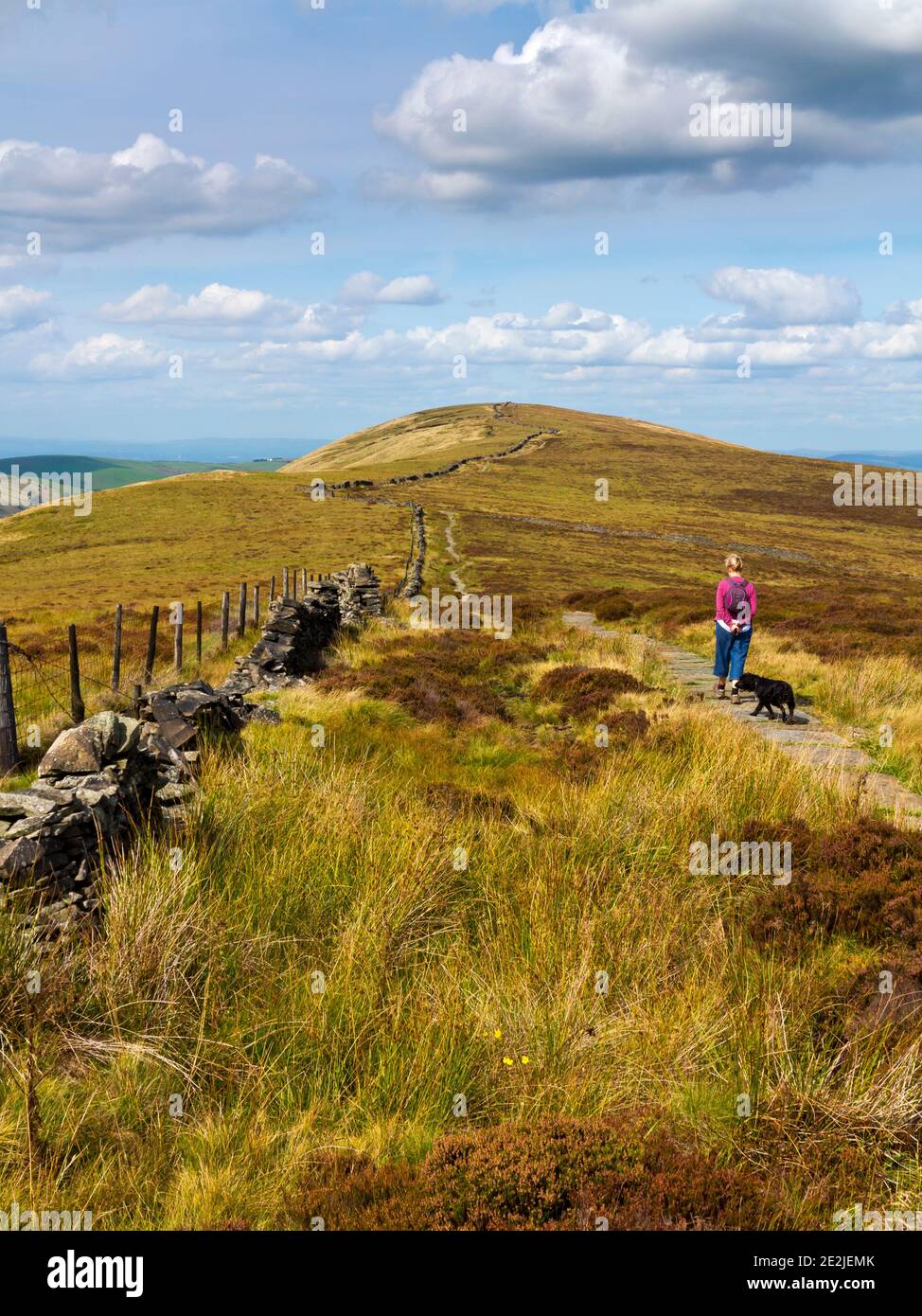 Woman walking on footpath between Shining Tor and Cats Tor on the ...